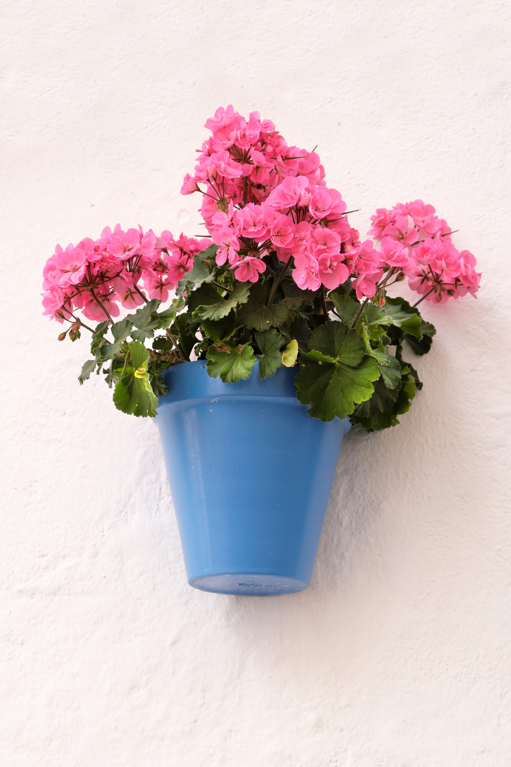 El Geranio, la estrella de los balcones - Jardinarium Blog El gEl