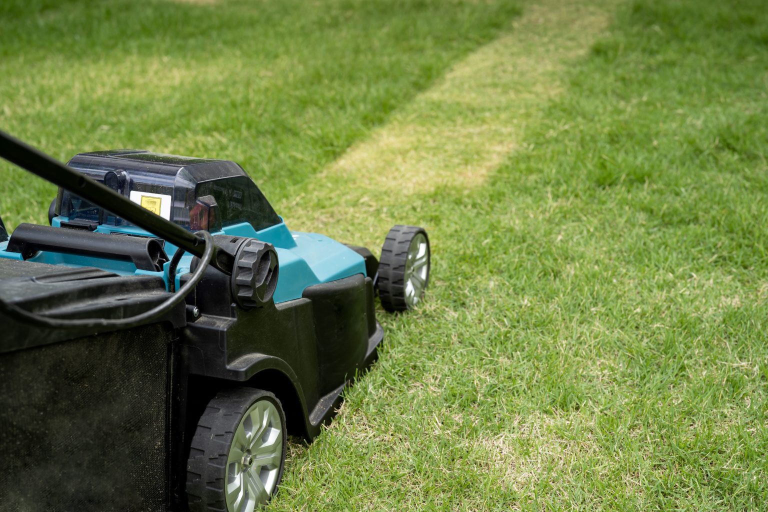 ¿Cuándo y cómo replantar el césped? - Mvgarden