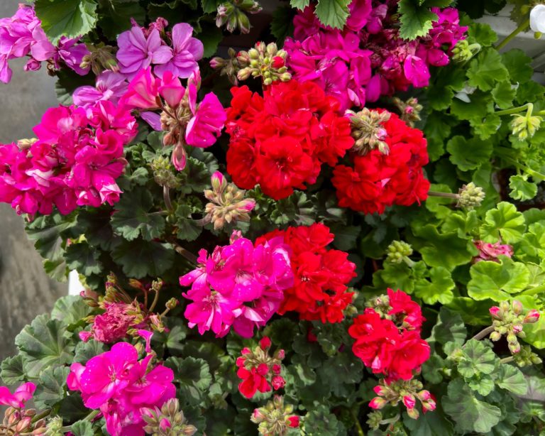 El Geranio, la estrella de los balcones - Jardinarium Blog El gEl